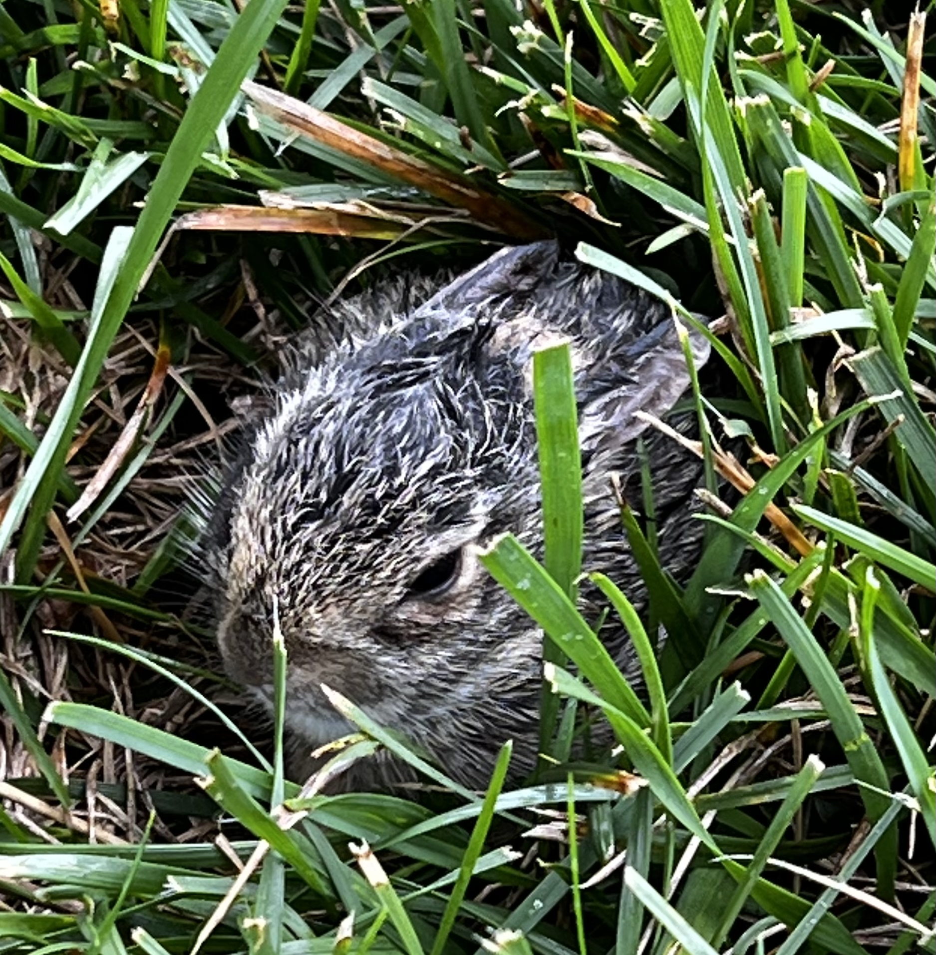 Wildlife in Wildwood Missouri